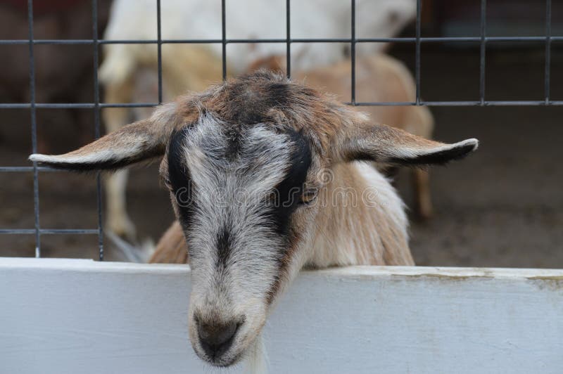 Goat stock image. Image of attraction, face, enrichment - 91733577