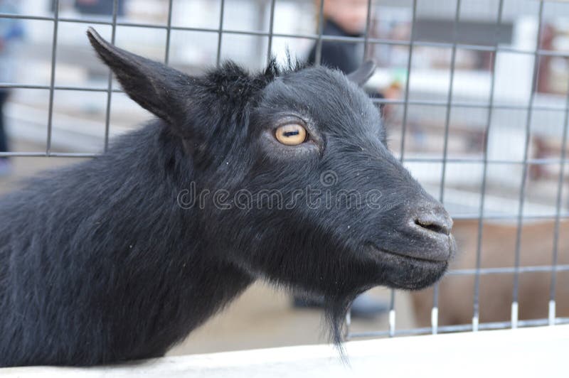 Goat stock photo. Image of attraction, adventure, goats - 91734748