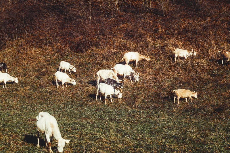 Goat on a farm in summer. stock image. Image of farmland - 227023607