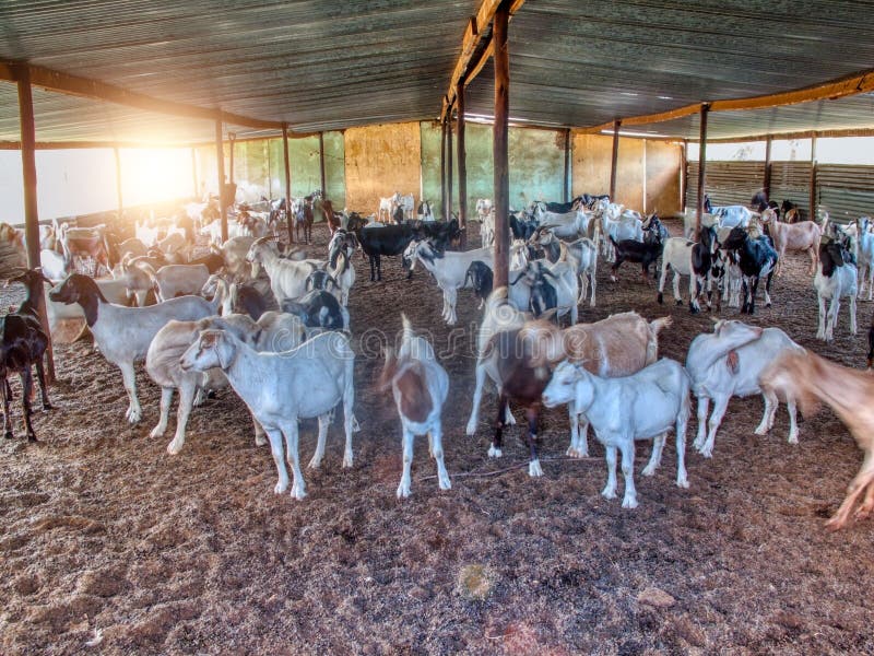 Goat farm stock image. Image of horn, grazing, female - 191595751