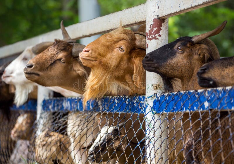 Waiting Goat Want Something from You Stock Image - Image of farm, cute ...