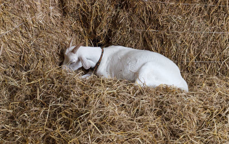 Goat in the farm stock image. Image of cute, livestock - 53155923