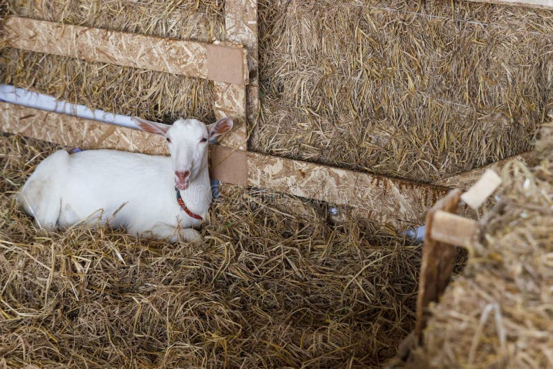 Goat in the farm stock image. Image of pasture, livestock - 53155955