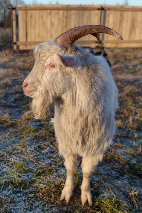 Goat in farmhouse stock photo. Image of goat, agriculture - 47495456