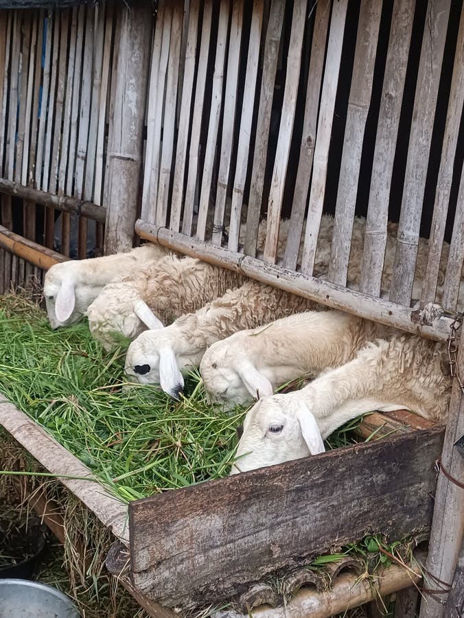 Goat Farming for Consumption Stock Photo - Image of farming, country ...