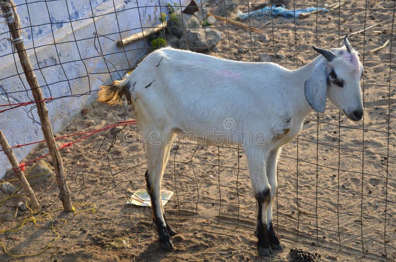 Goat, Goat in a farming household in southern