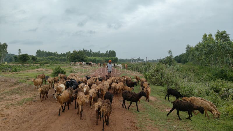 Goat farming stock photo. Image of mammal, field, herd - 388627544