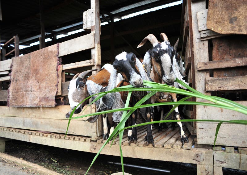 Goat Feeding stock image. Image of rural, feeding, eating - 18659783