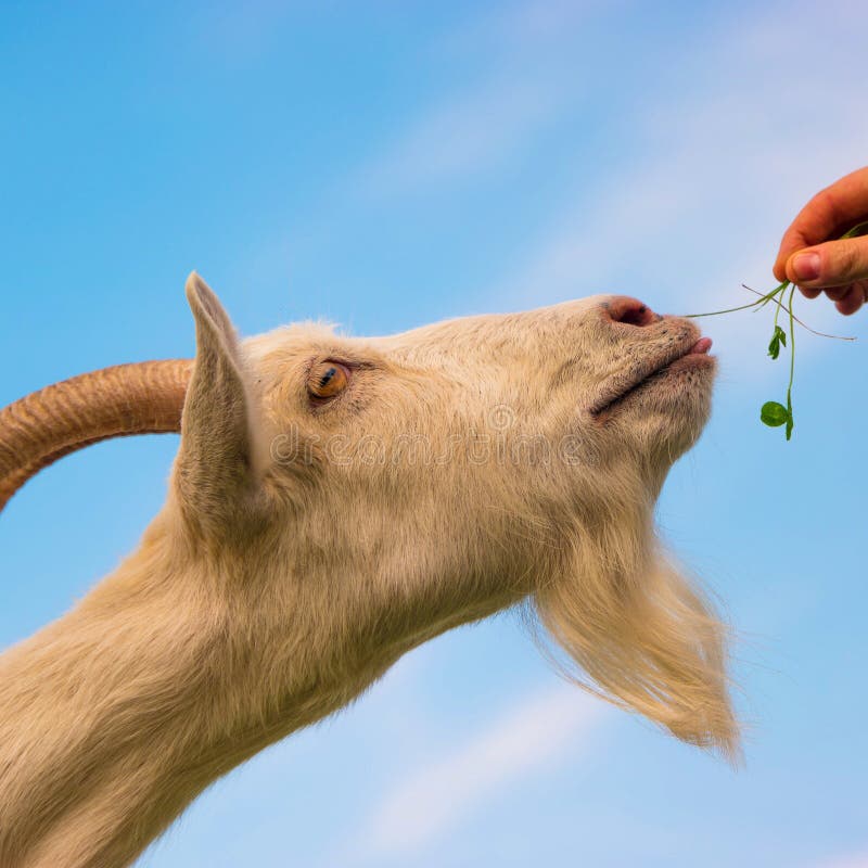 Goat stock image. Image of animal, goat, blue, skies - 59262513