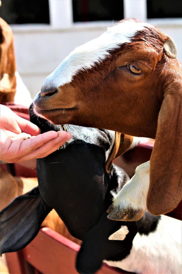 Goat Feeding stock image. Image of farmer, paddock, livestock - 98678147