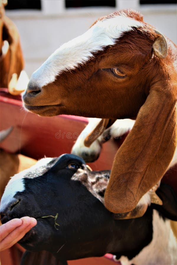 Goat Feeding stock photo. Image of paddock, face, nose - 98678162
