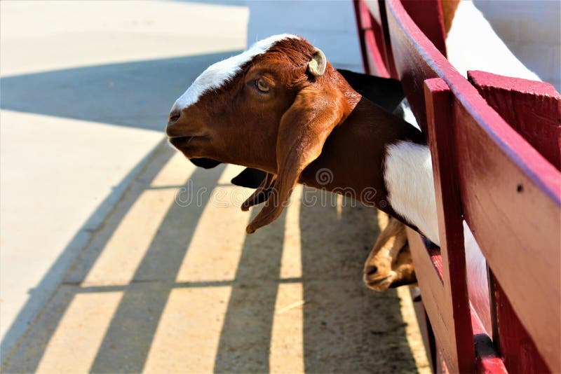 Goat Feeding stock photo. Image of feed, midwest, industry - 98678240