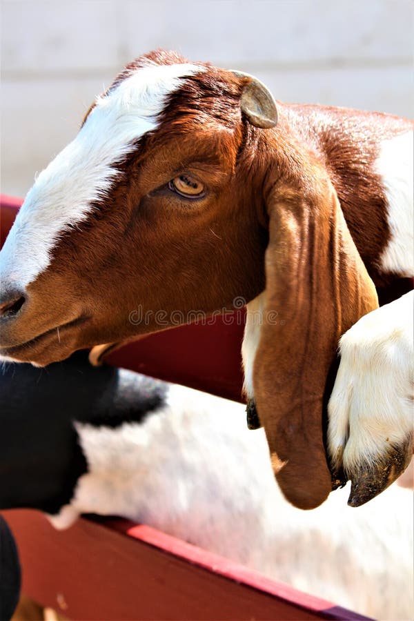 Goat Feeding stock photo. Image of dairy, feeding, mammal - 98678348