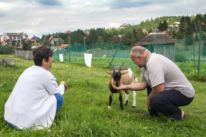 Goat feeding stock photo. Image of person, countryside - 76088400