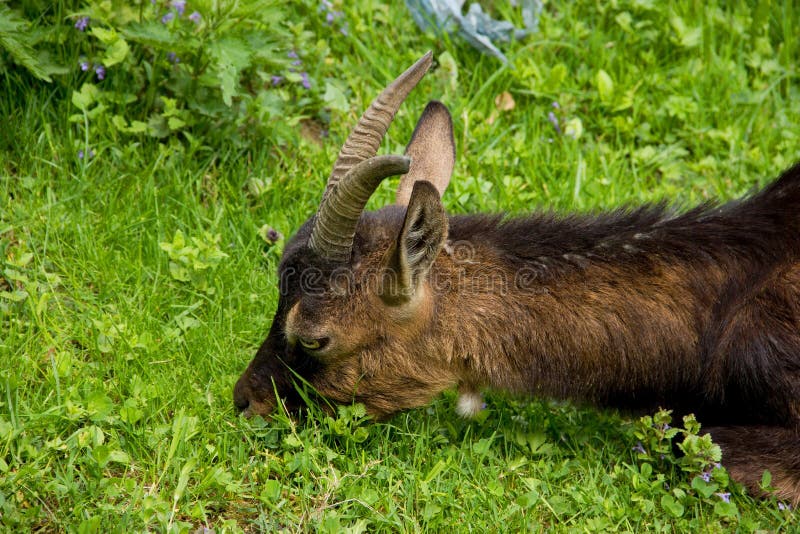 Goat Feeds on Grass Field stock photo. Image of goatlings - 40729188