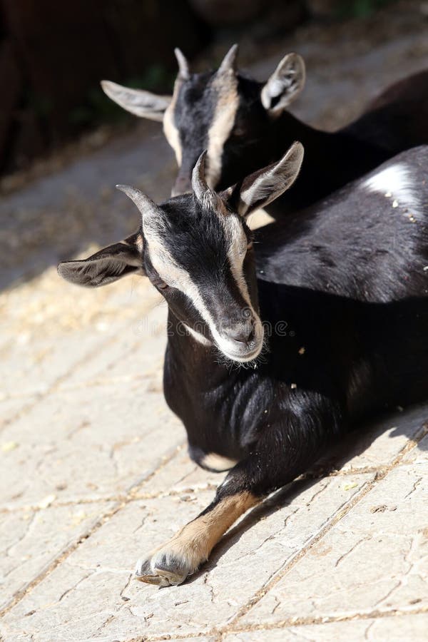 Goat female s portrait stock photo. Image of horn, black - 34571402