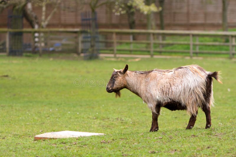 Goat in field stock image. Image of pretty, standing - 13930695