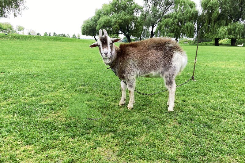 Goat in a Field Looks at Us, Goat on a Green Meadow Stock Image - Image ...