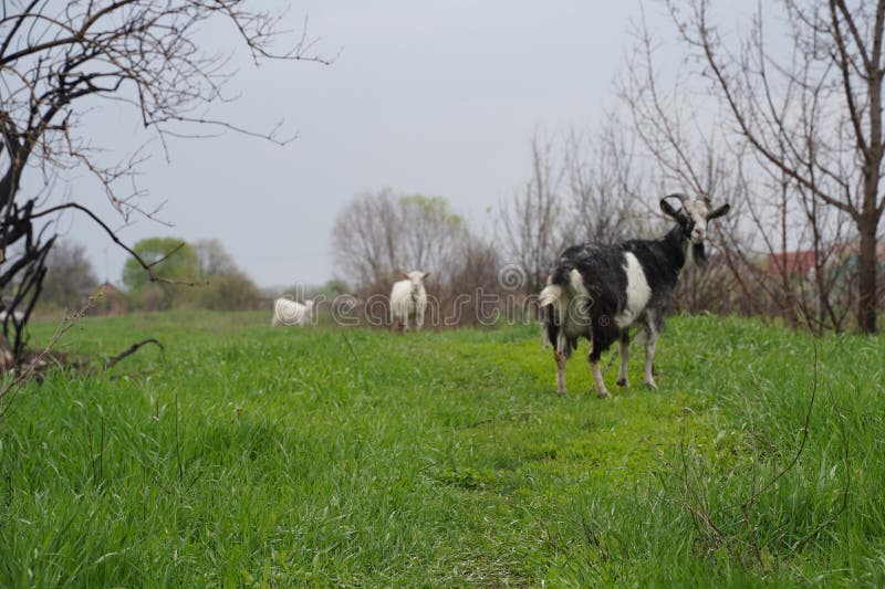 Goat in the field photo stock photo. Image of countryside - 269529952