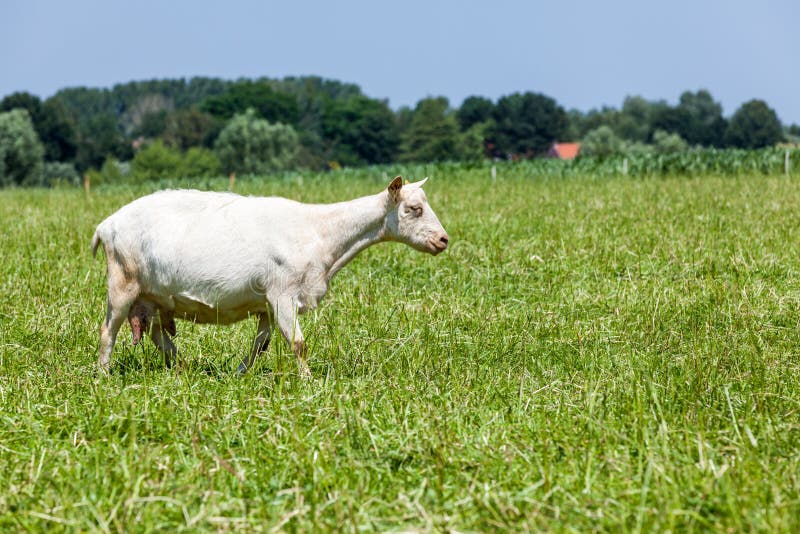 Goat on the field stock photo. Image of head, nature - 58645798