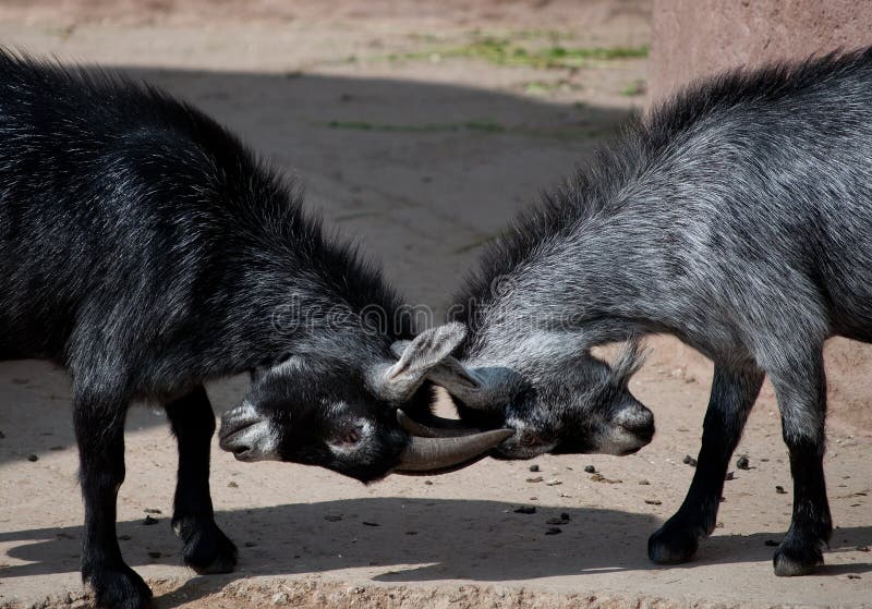 Goats fighting stock image. Image of farm, bock, fight - 2075833