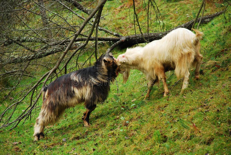 Goat fight stock photo. Image of domestic, opponent, enemy - 6542748