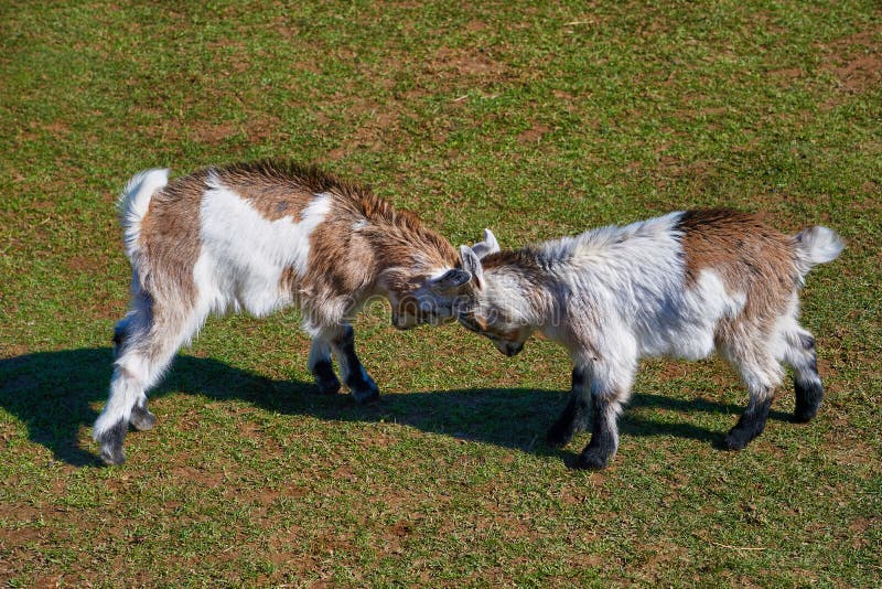 Goat fight stock image. Image of blue, strong, head, fauna - 7988635