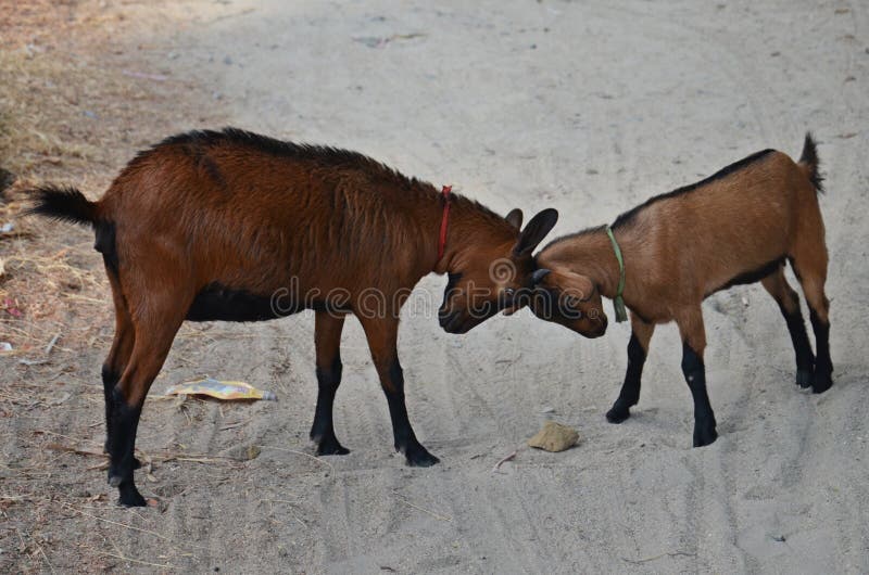 Goat's Fight Stock Images - Download 358 Royalty Free Photos