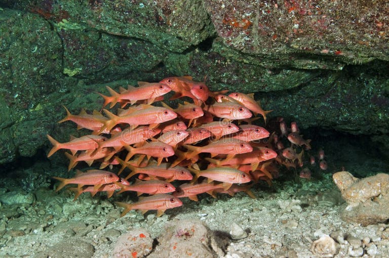 Goat Fish stock image. Image of banner, travel, pacific - 15982177