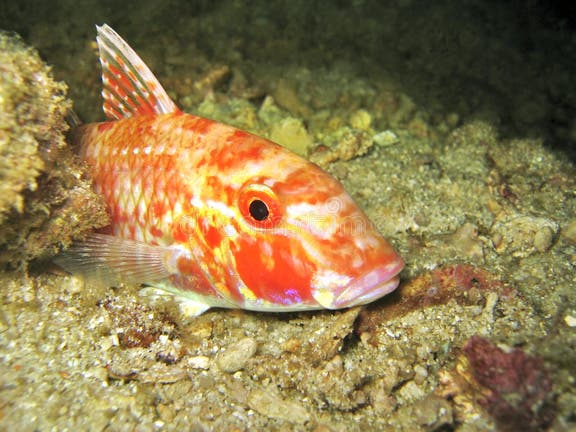 Goat Fish stock photo. Image of ocean, goatfish, orange - 269774