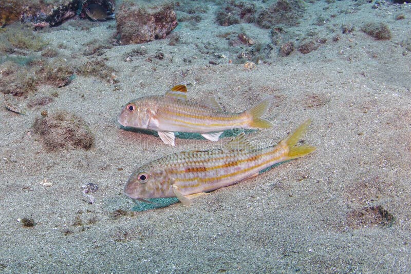 Goat fish stock photo. Image of islands, bottom, ocean - 57880424