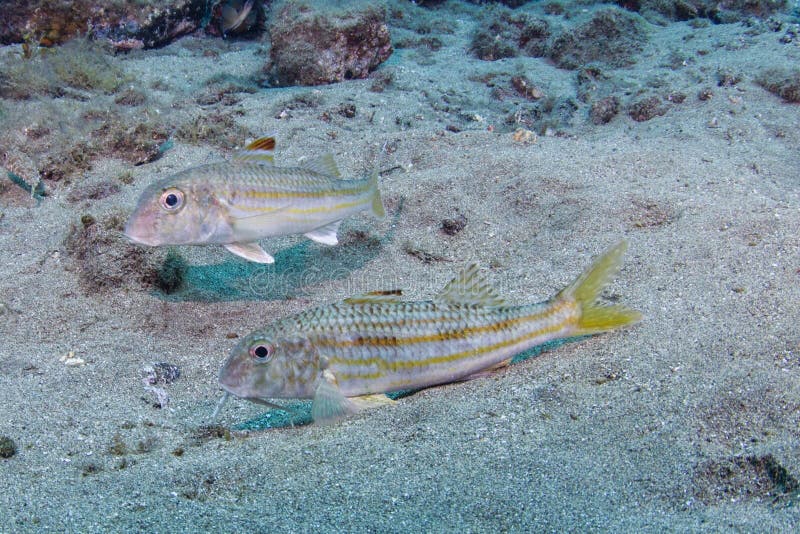 Goat fish stock photo. Image of lanzarote, ocean, islands - 57880494