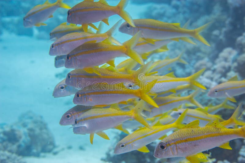 Goat fish stock image. Image of alam, wild, reef, forsskali - 54873623