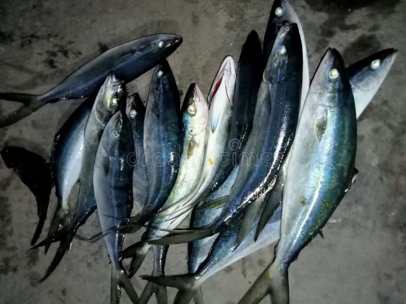 Goat fish stock image. Image of goat, ethnic, local - 273112351