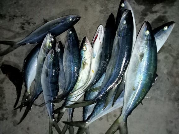 Goat fish stock image. Image of goat, ethnic, local - 273112351