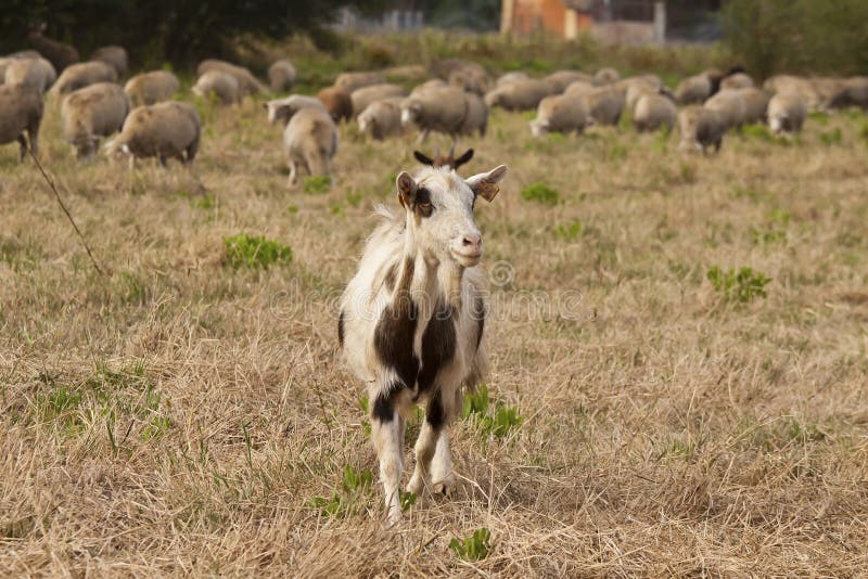Goat flock stock photo. Image of goats, sheep, herding - 15724838