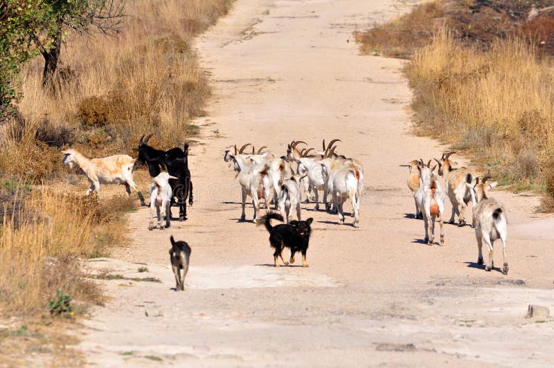 Goat flock stock photo. Image of horn, goat, summer, flock - 10753066