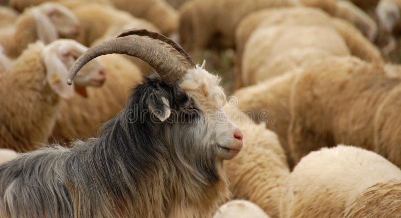 Goat in the flock stock photo. Image of cute, countryside - 32564544