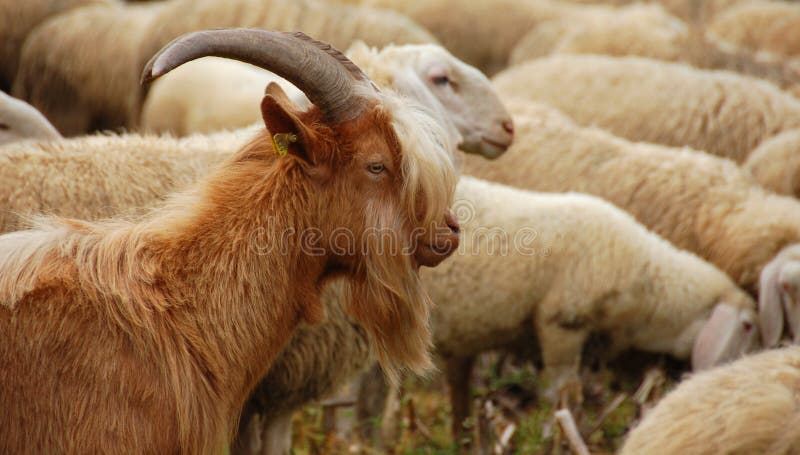 Goat in the flock stock image. Image of natural, animals - 44256223