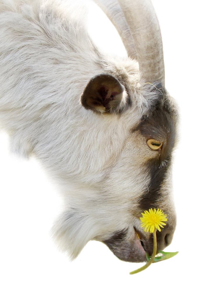 10,339 Goat Flower Stock Photos - Free & Royalty-Free Stock Photos from ...