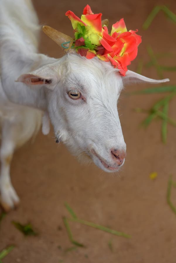 Goat with Flowers on the Horns Stock Photo - Image of graze, happy ...
