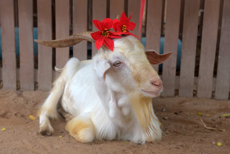 Goat with Flowers on the Horns Stock Image - Image of happy, blue ...