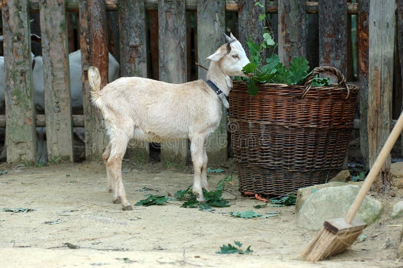 Goat and food stock photo. Image of horned, farm, barn - 5960954