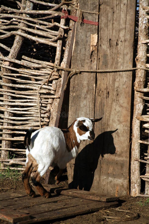 Goat in front of a Gate stock image. Image of juvenile - 4421007