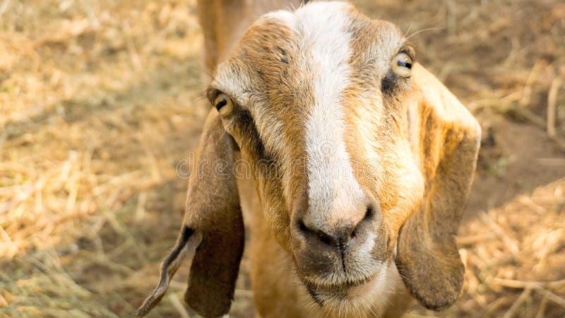 Goat Front Head View with Brown Straw Behind. Stock Photo - Image of ...