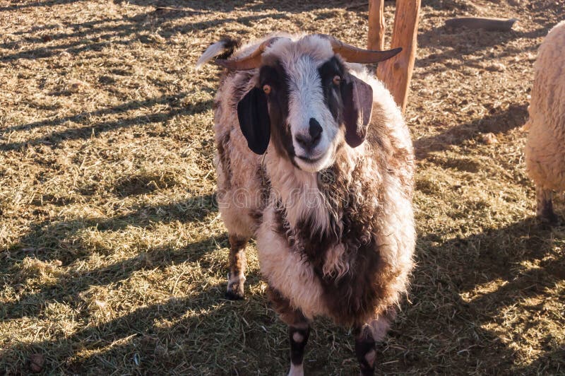 Goat stock photo. Image of animal, shepherd, female, looking - 48009662