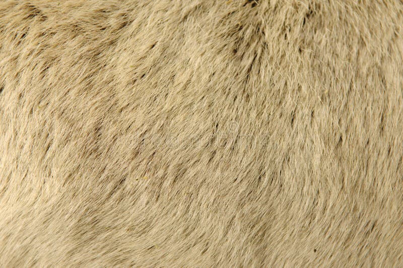 13,305 Goat Fur Background Photos - Free & Royalty-Free Stock Photos ...