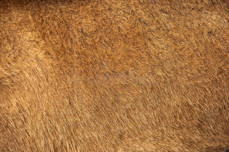 Goat Fur Close-up - Brown Color Texture Stock Photo - Image of color ...