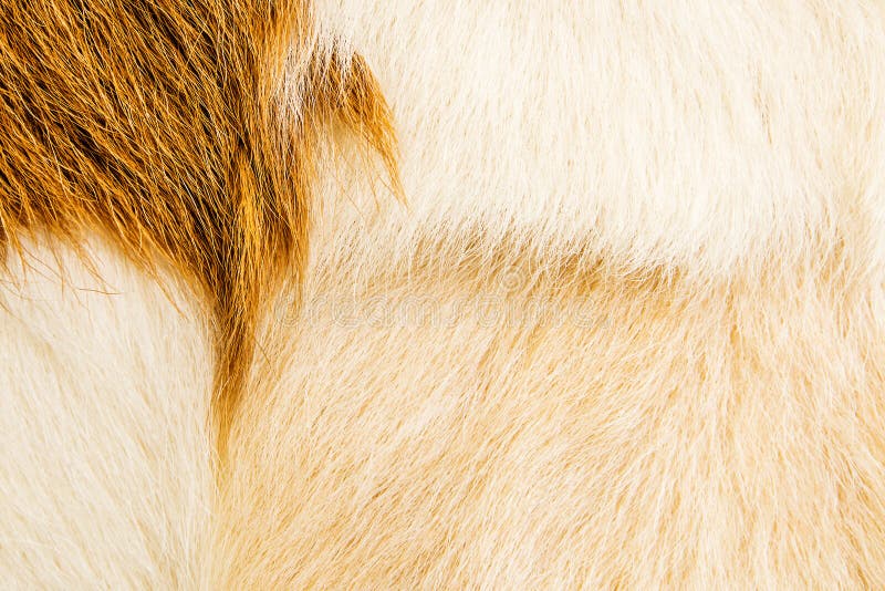Goat fur closely stock image. Image of redheaded, decorative - 51602811