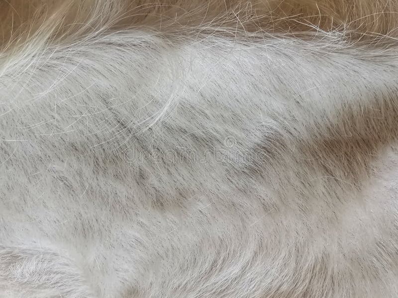 Goat fur is pure white stock photo. Image of sketch - 305060012